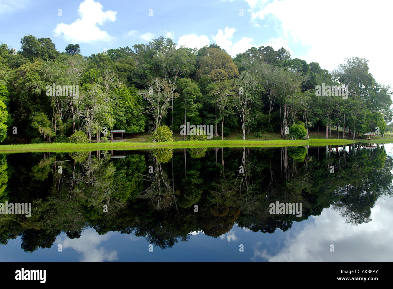 Jungle forest relections in the lake at Tasek Merimbun, Negara Brunei ...