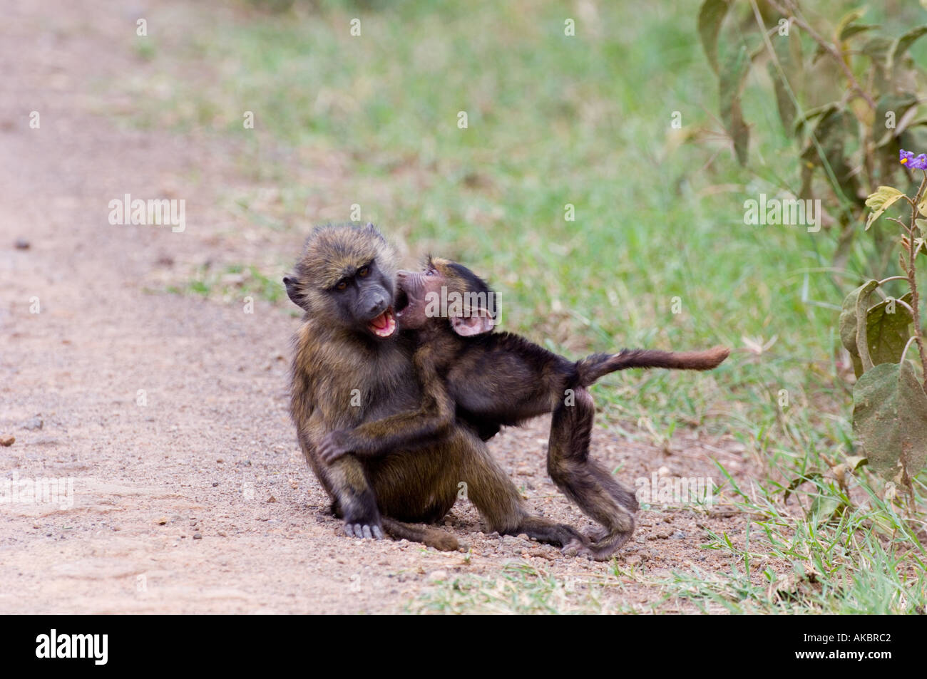 Young baboons play hi-res stock photography and images - Alamy