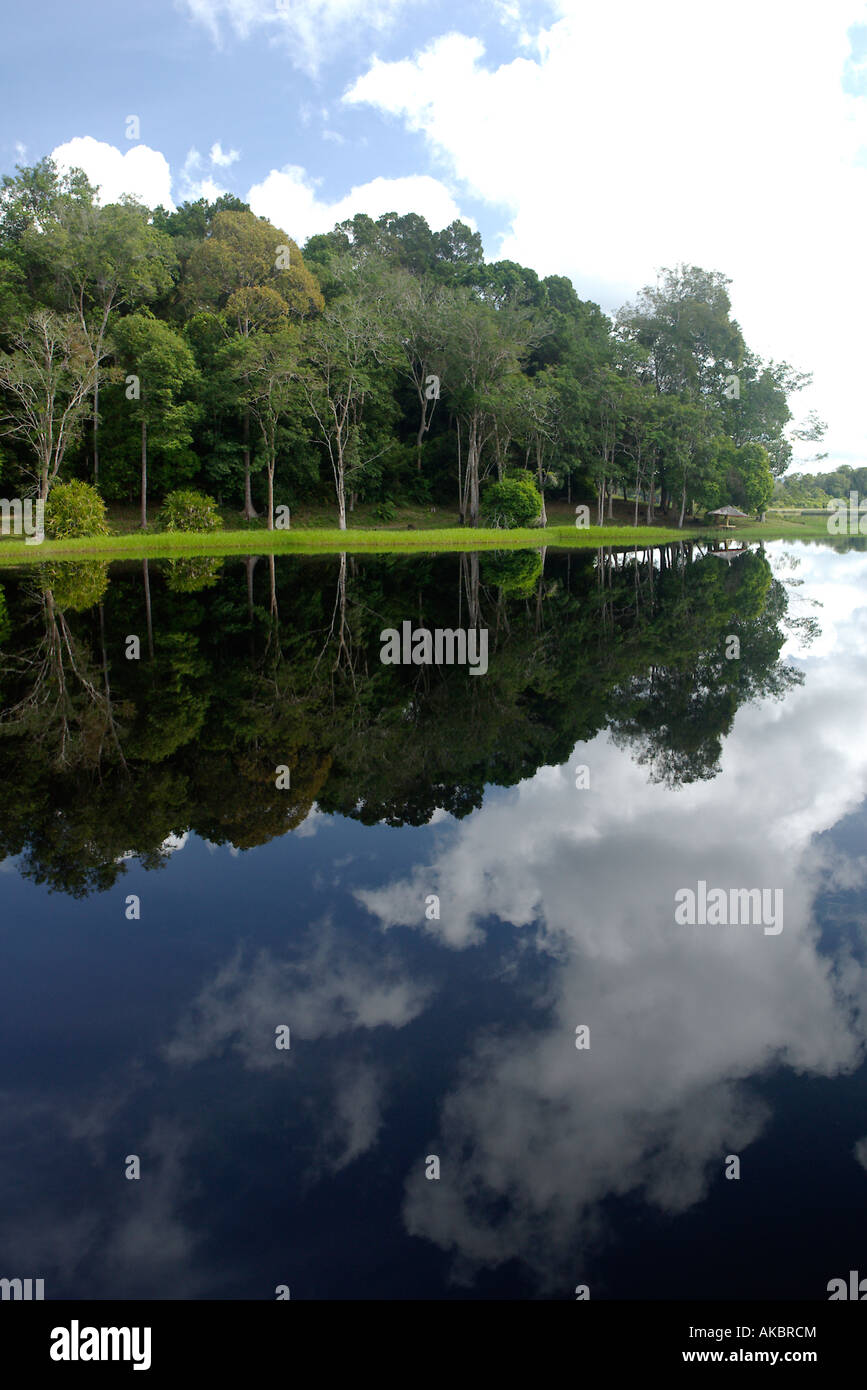 Jungle forest relections in the lake at Tasek Merimbun, Negara Brunei ...
