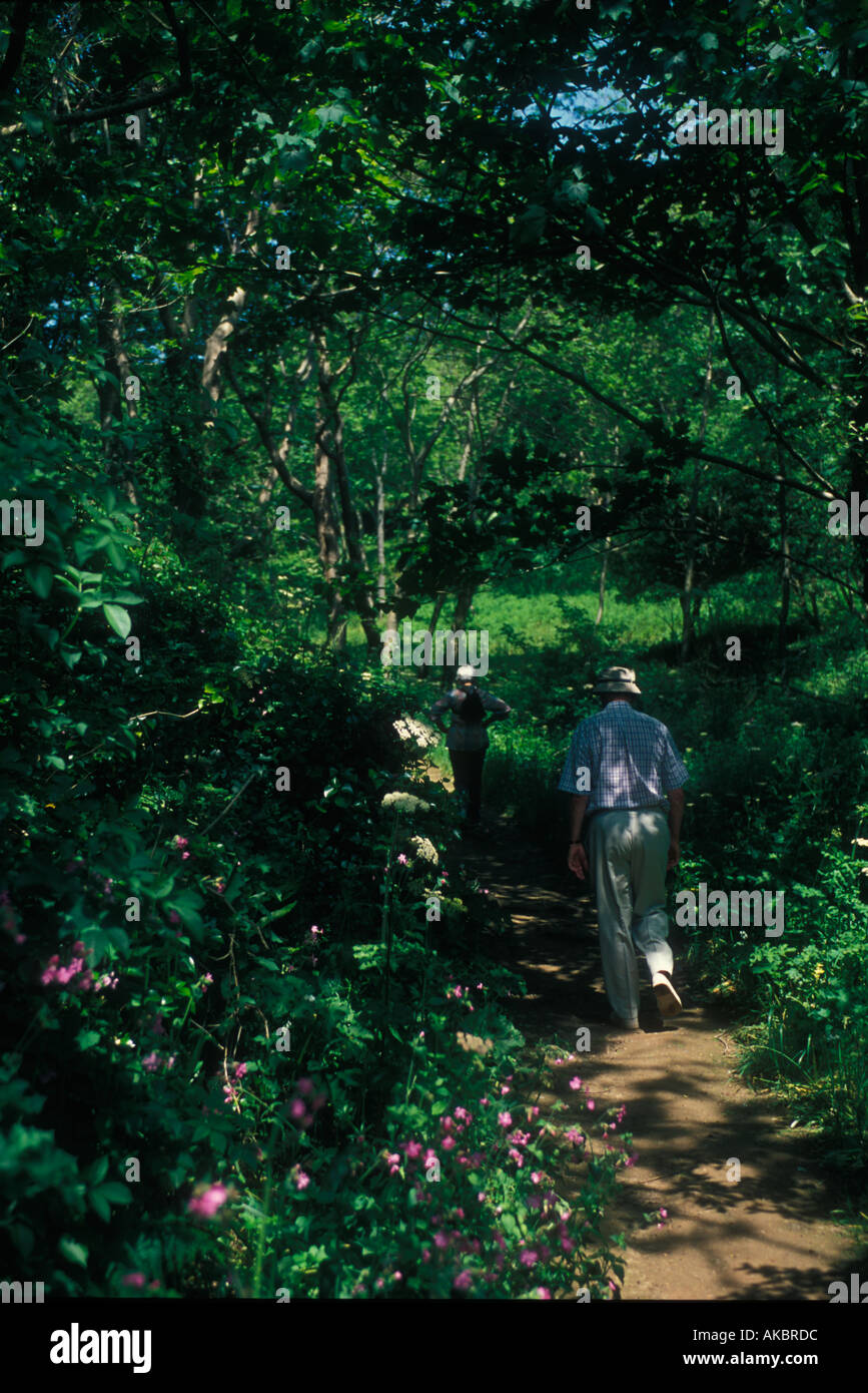 Beautiful island of sark with it's windy country lanes which horse and ...