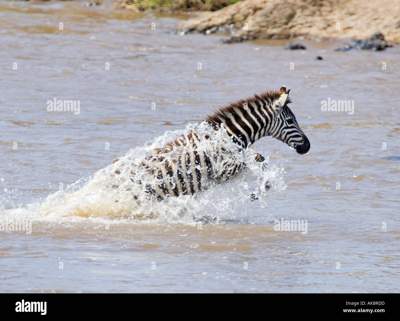 Africa safari great migration mara river crossing tanzania hi-res stock ...