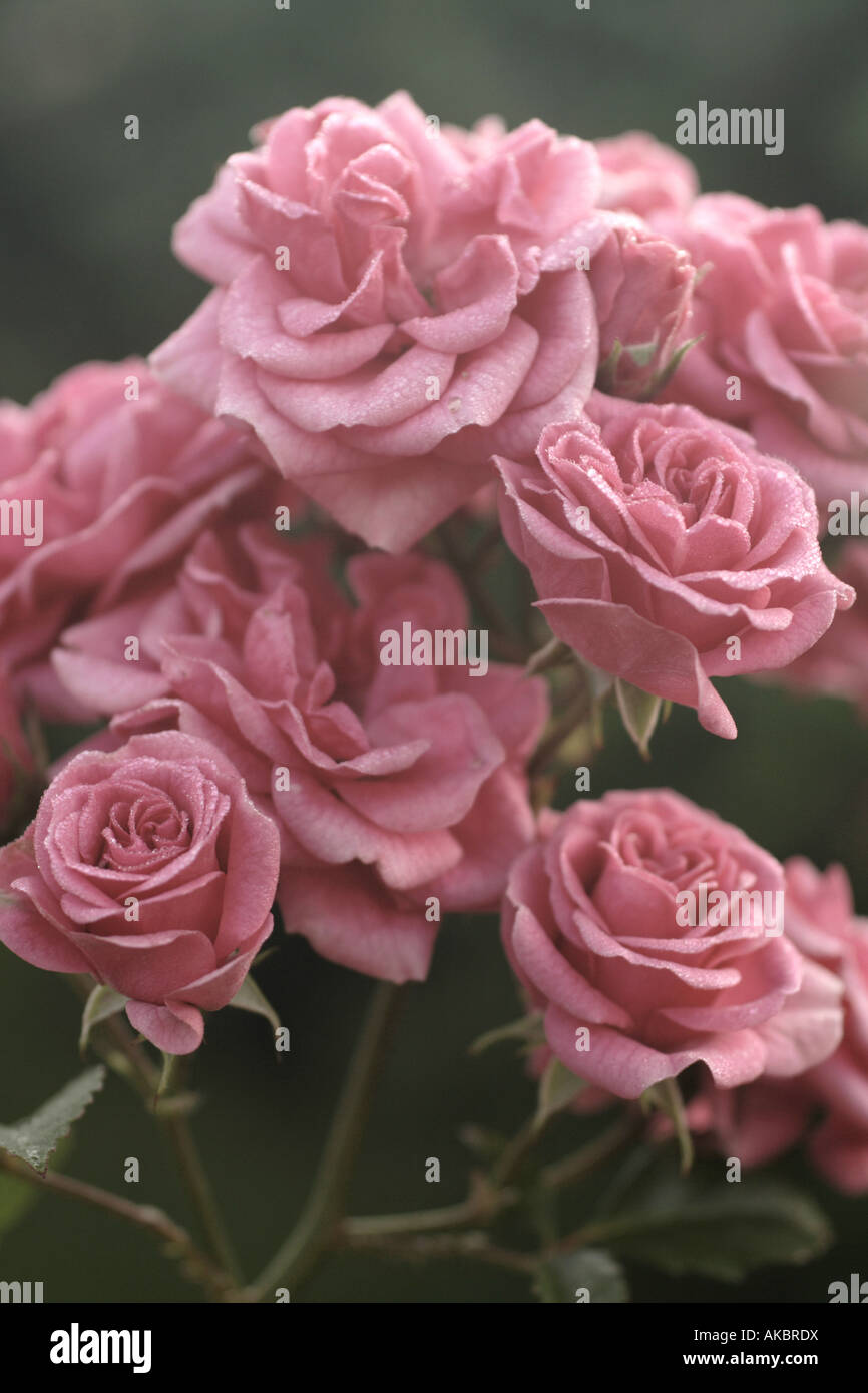 Bush rose - bright pink Stock Photo - Alamy