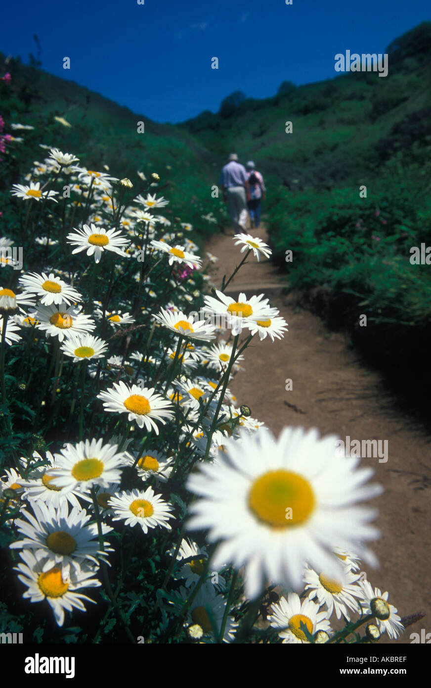 Beautiful island of sark with it's windy country lanes which horse and ...