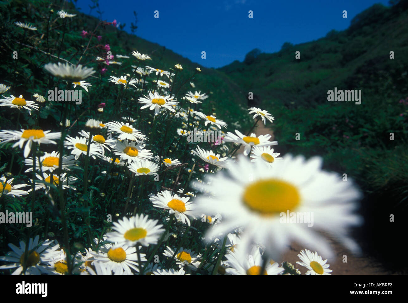 Beautiful island of sark with it's windy country lanes which horse and ...