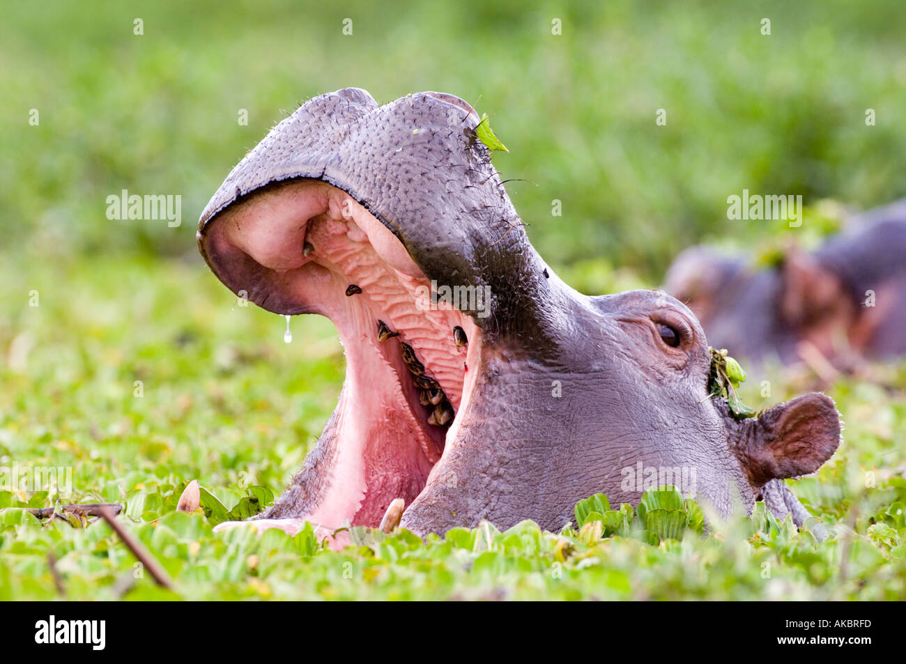 Hippo Mouth Open High Resolution Stock Photography and Images - Alamy