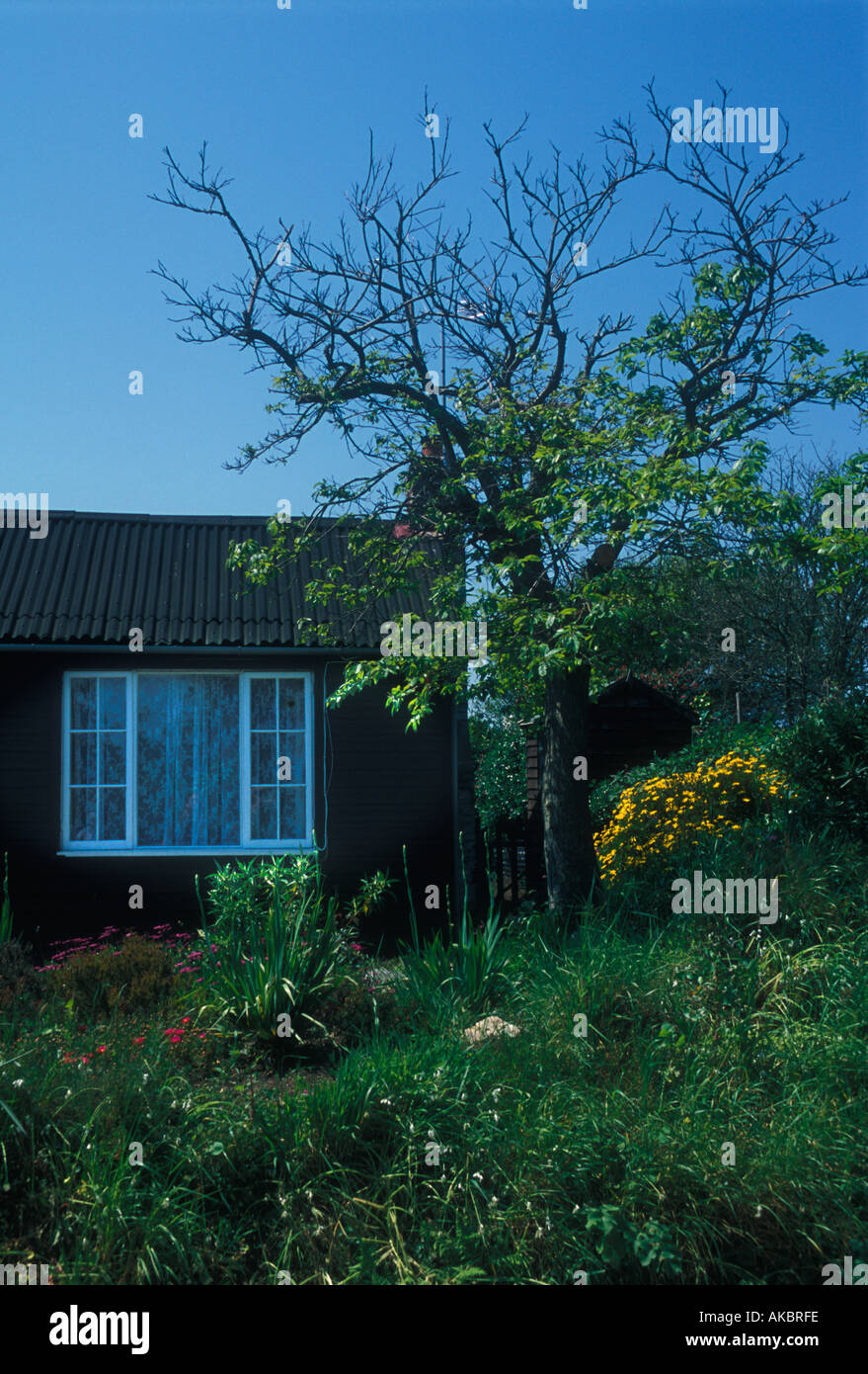 Beautiful island of sark with it's windy country lanes which horse and ...