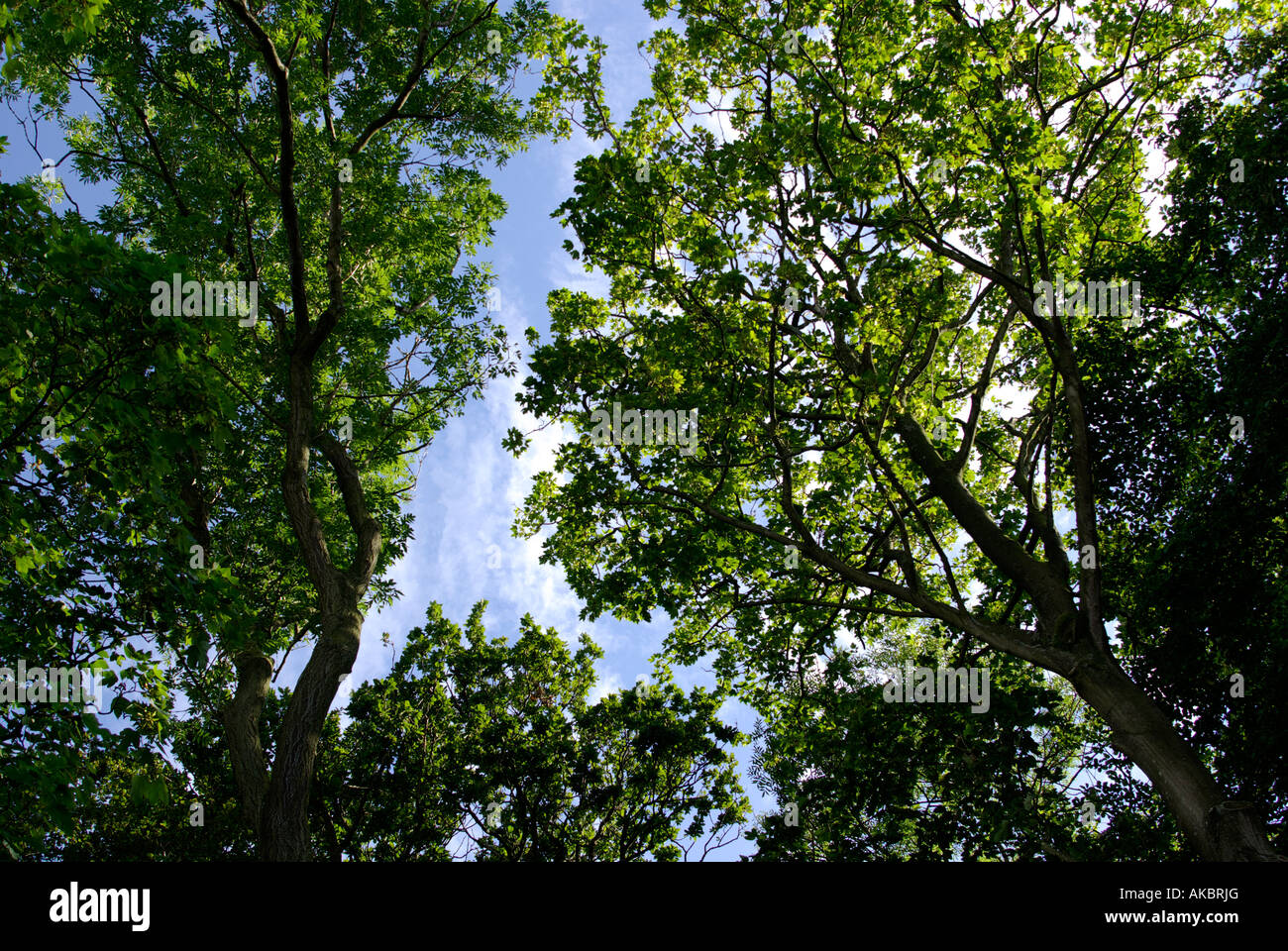 Looking up through a canopy of trees Stock Photo - Alamy