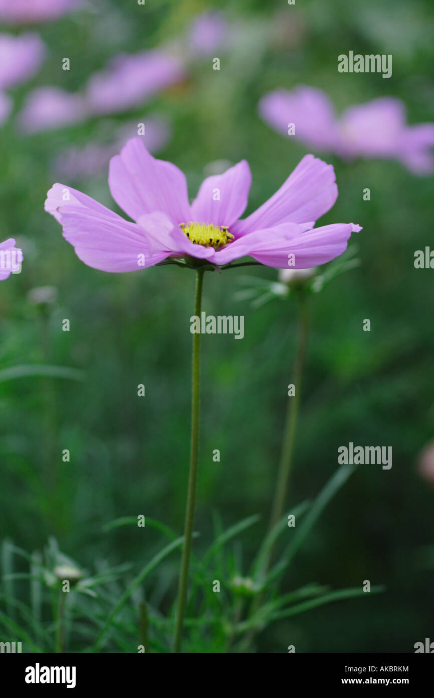 Cosmos Bipinnatus Flower - Light Pink Stock Photo - Alamy