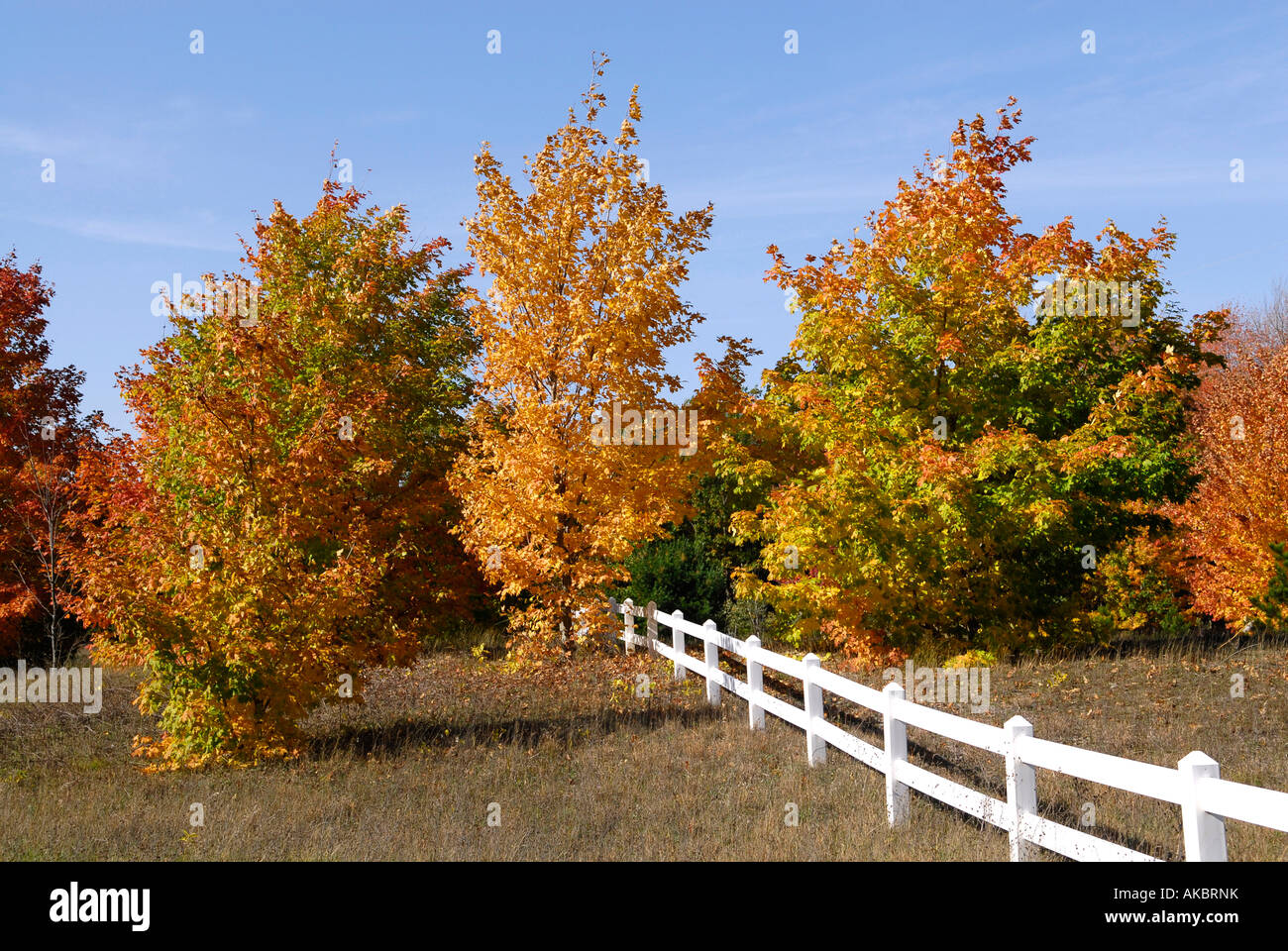 Autumn fall color scenic on the Lelaneau Peninsula in Northwest lower ...