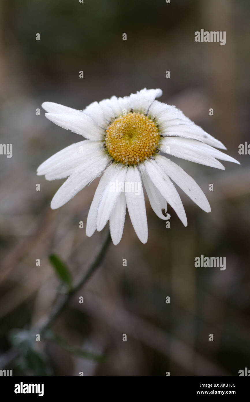 A single daisy in frost Stock Photo - Alamy
