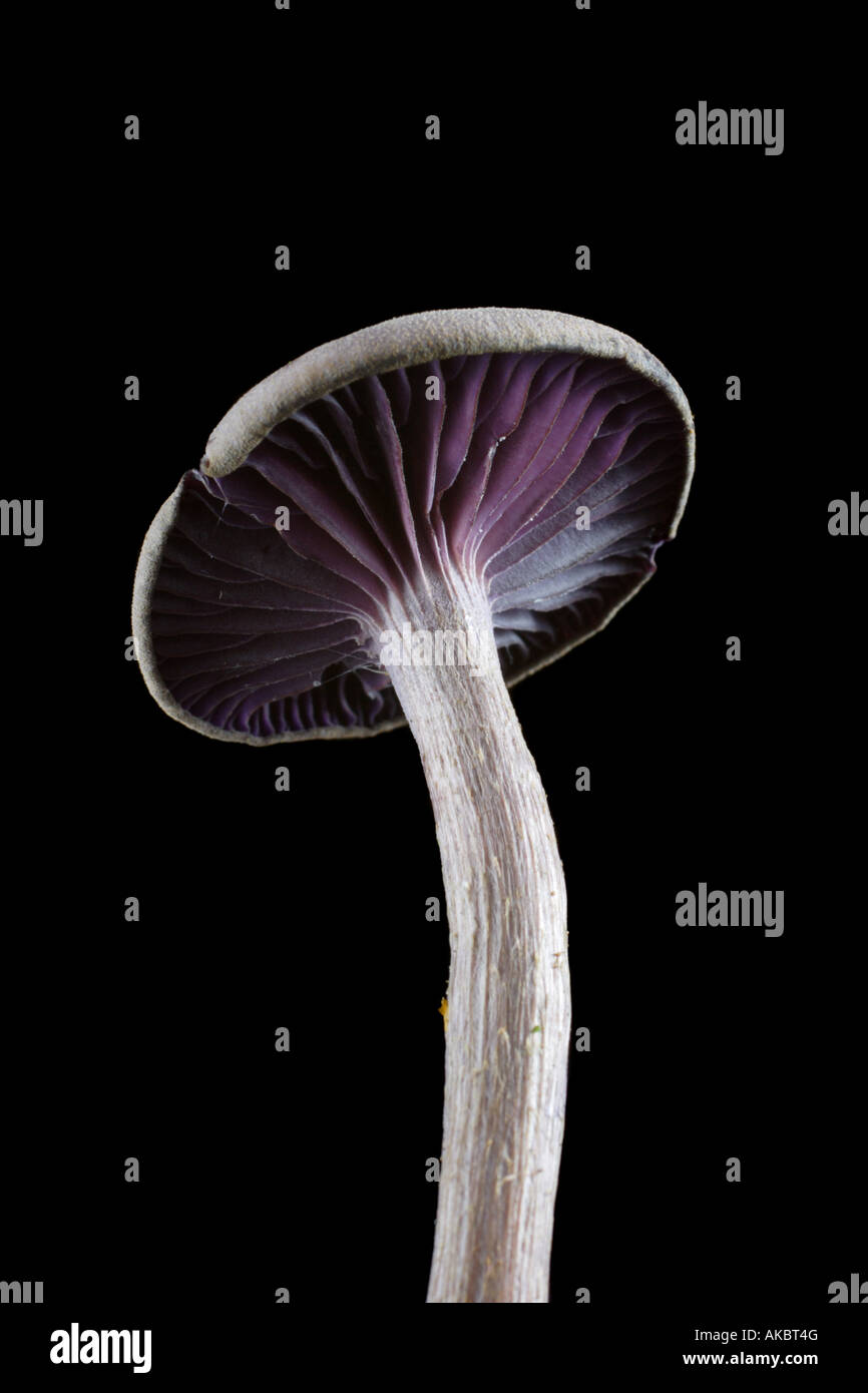 A close up of a single fungi Stock Photo - Alamy