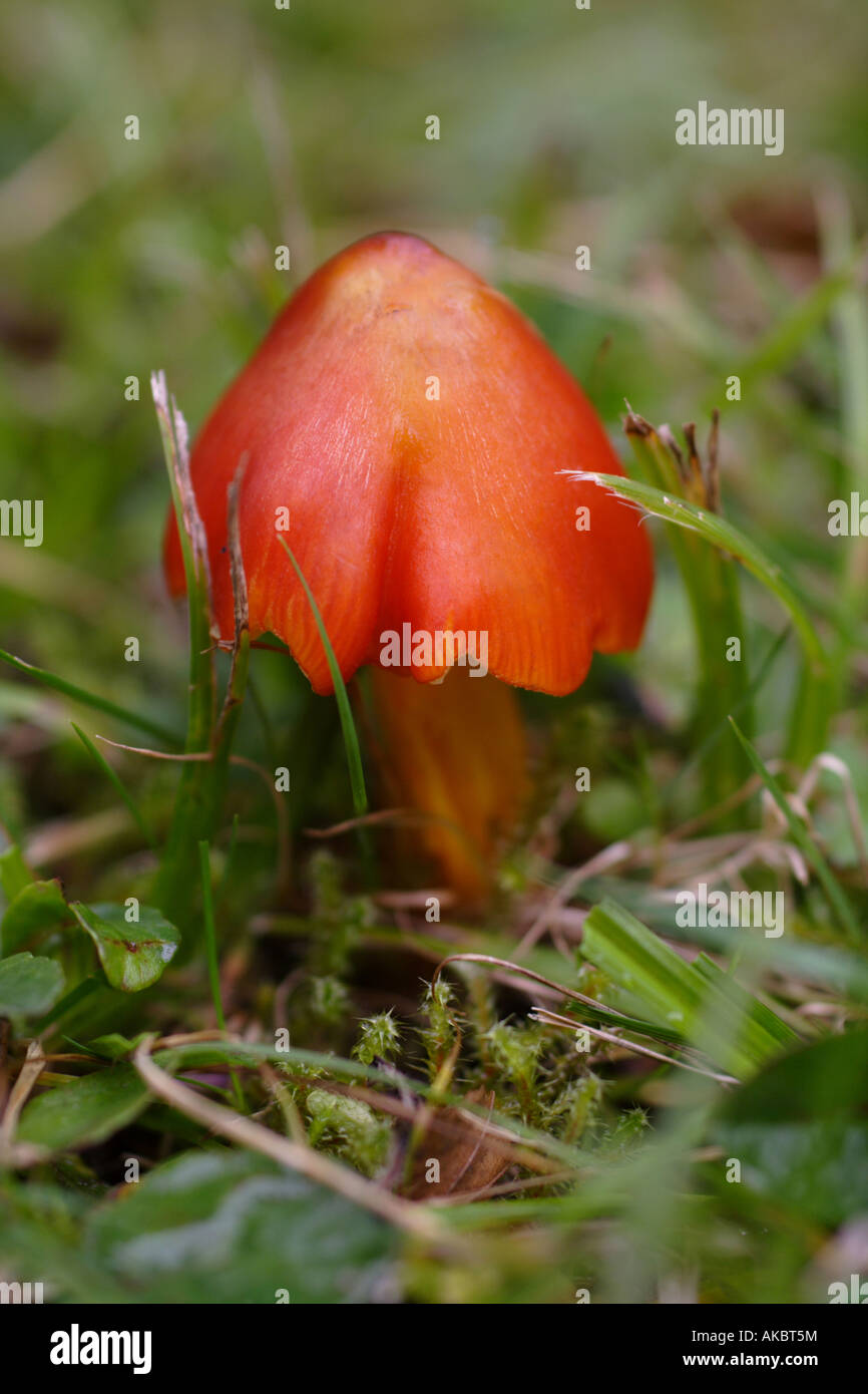 A close up of a bright red fungi Stock Photo - Alamy
