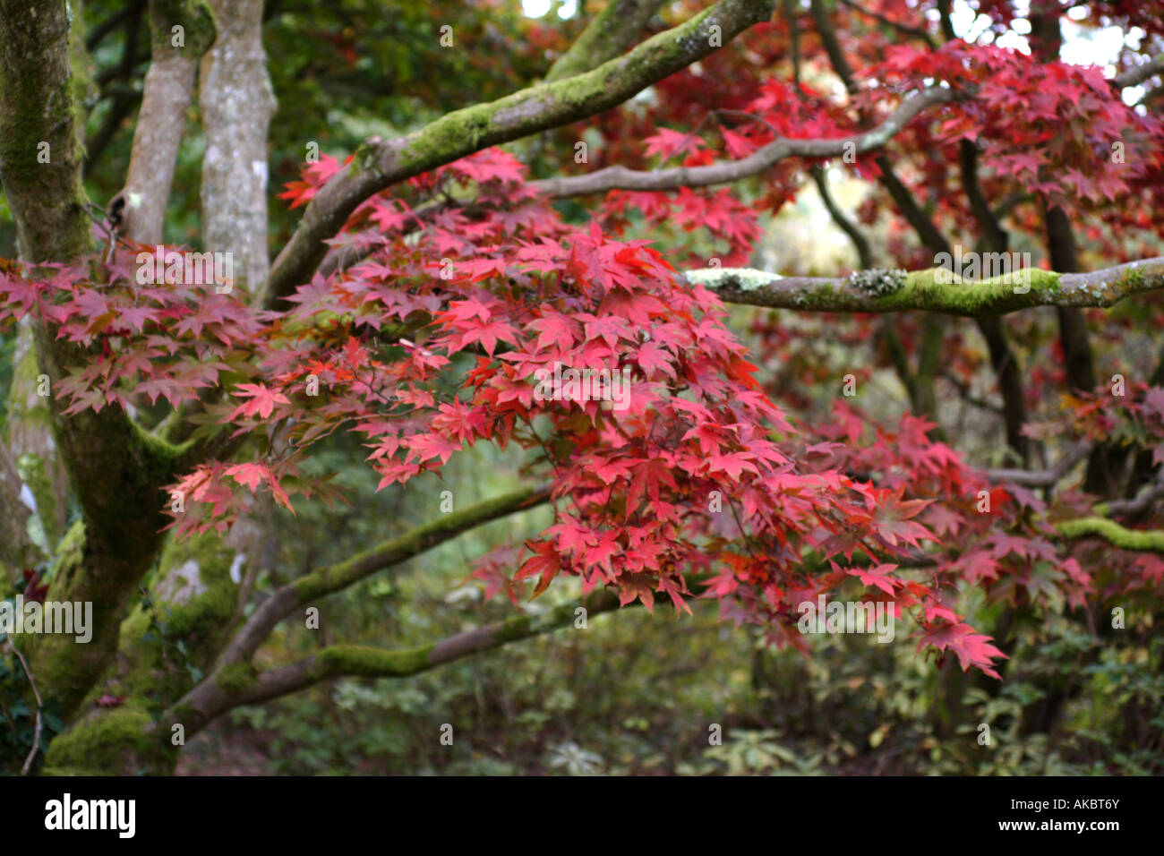 Striking japanese maple tree hi-res stock photography and images - Alamy