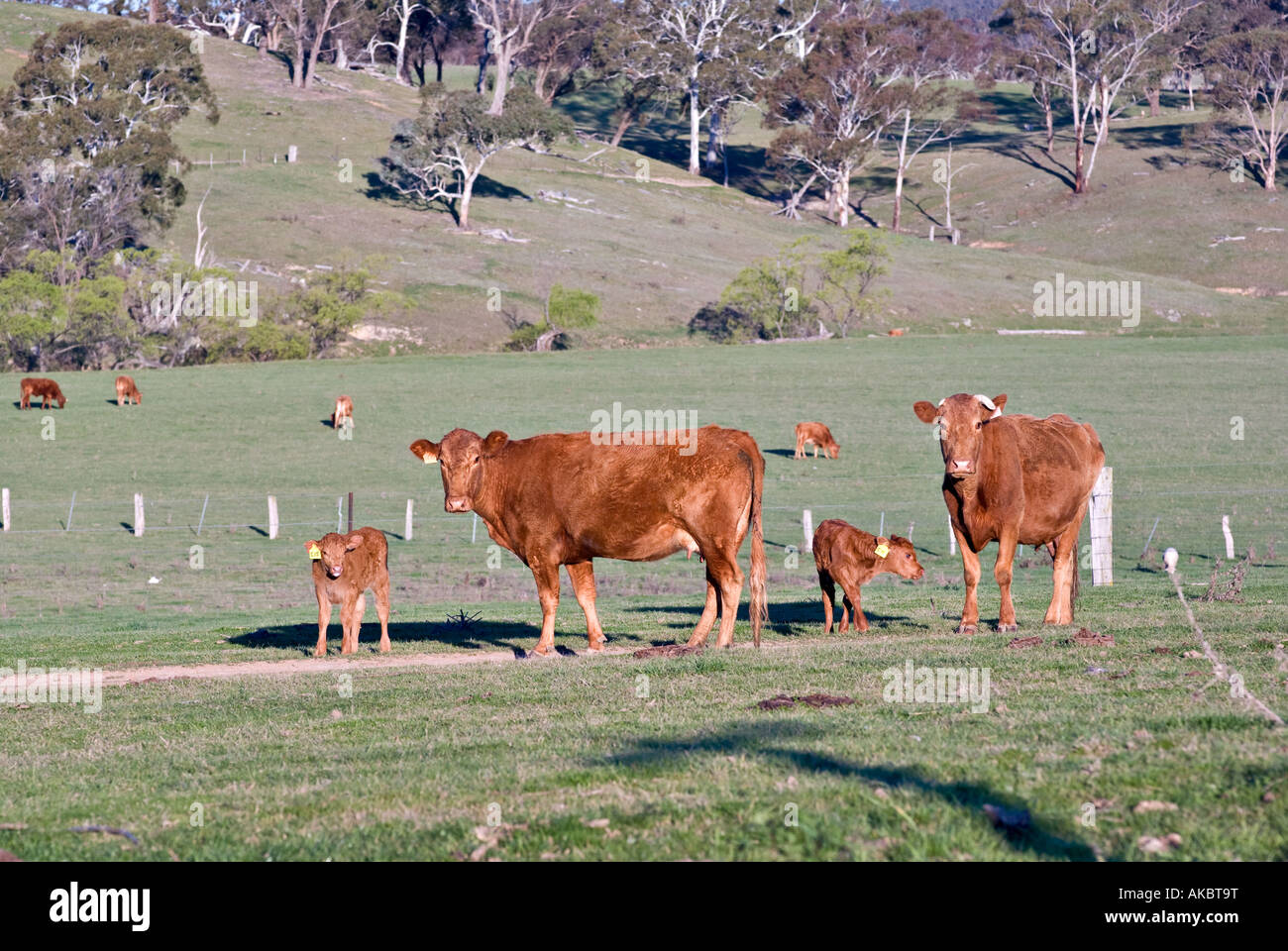 two cows and calves stand on dirt track in the meadow Stock Photo - Alamy