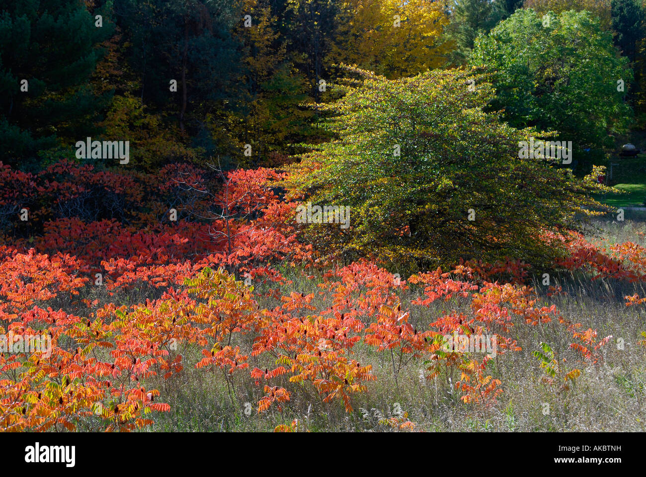 Autumn fall color foliage in and around Traverse City Michigan Stock ...