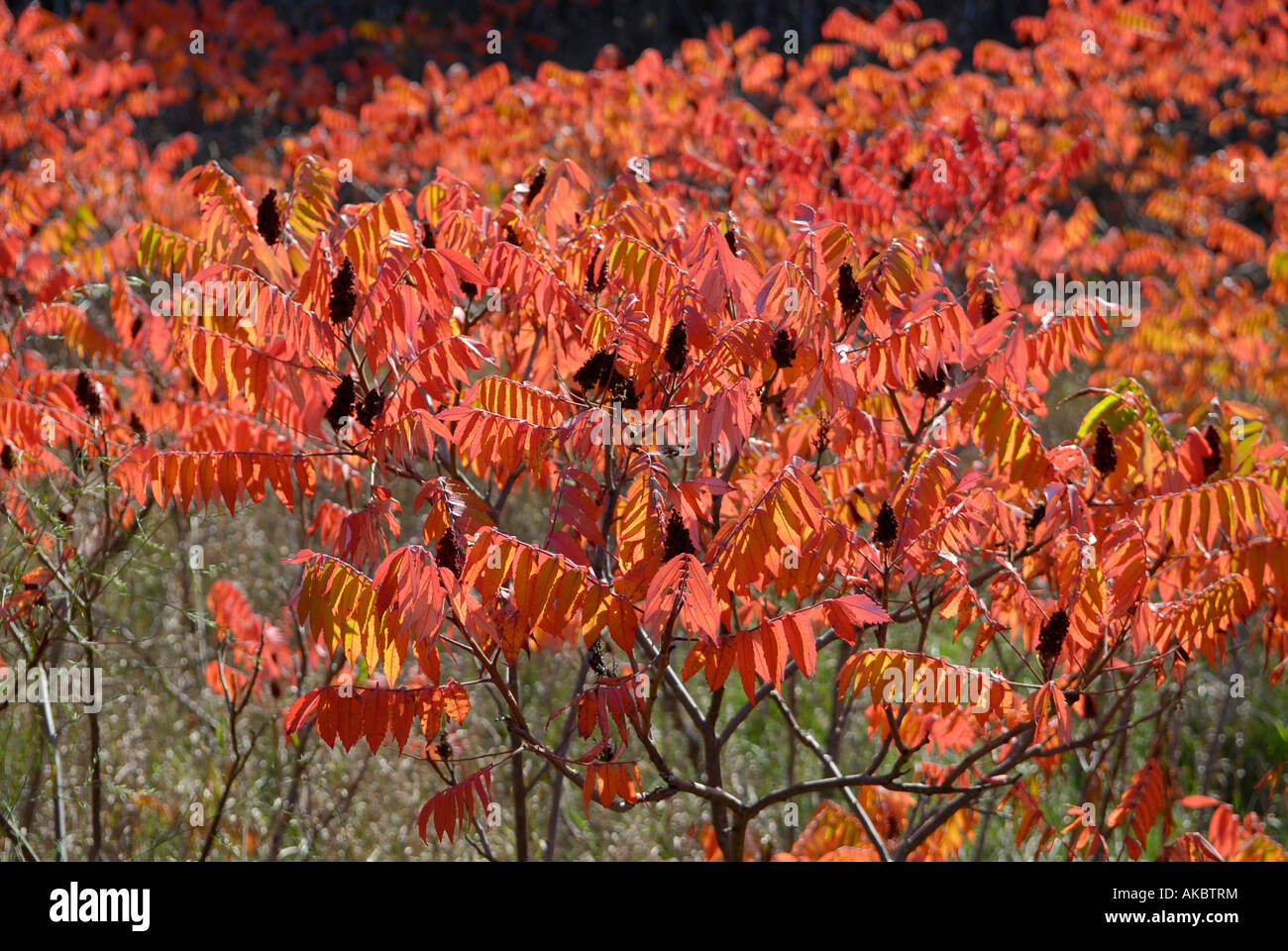 Traverse city michigan fall hi-res stock photography and images - Alamy