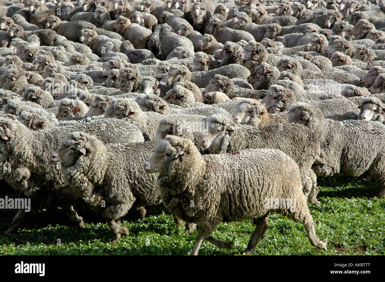 Flock of Australian cross breed sheep Stock Photo - Alamy