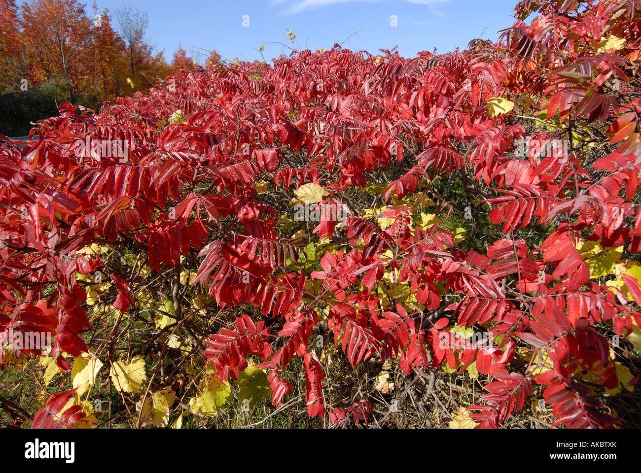 Autumn fall color foliage in and around Traverse City Michigan Stock ...