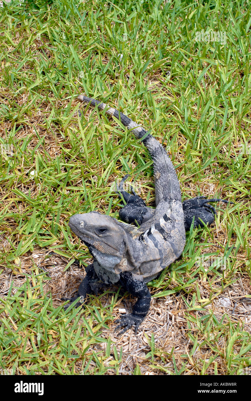 A Ctenosaura Spiny Tailed Iguana on green grass Stock Photo - Alamy