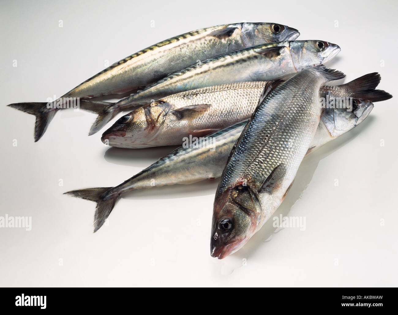 Still life of raw mackerel on a white background seafood ingredients ...