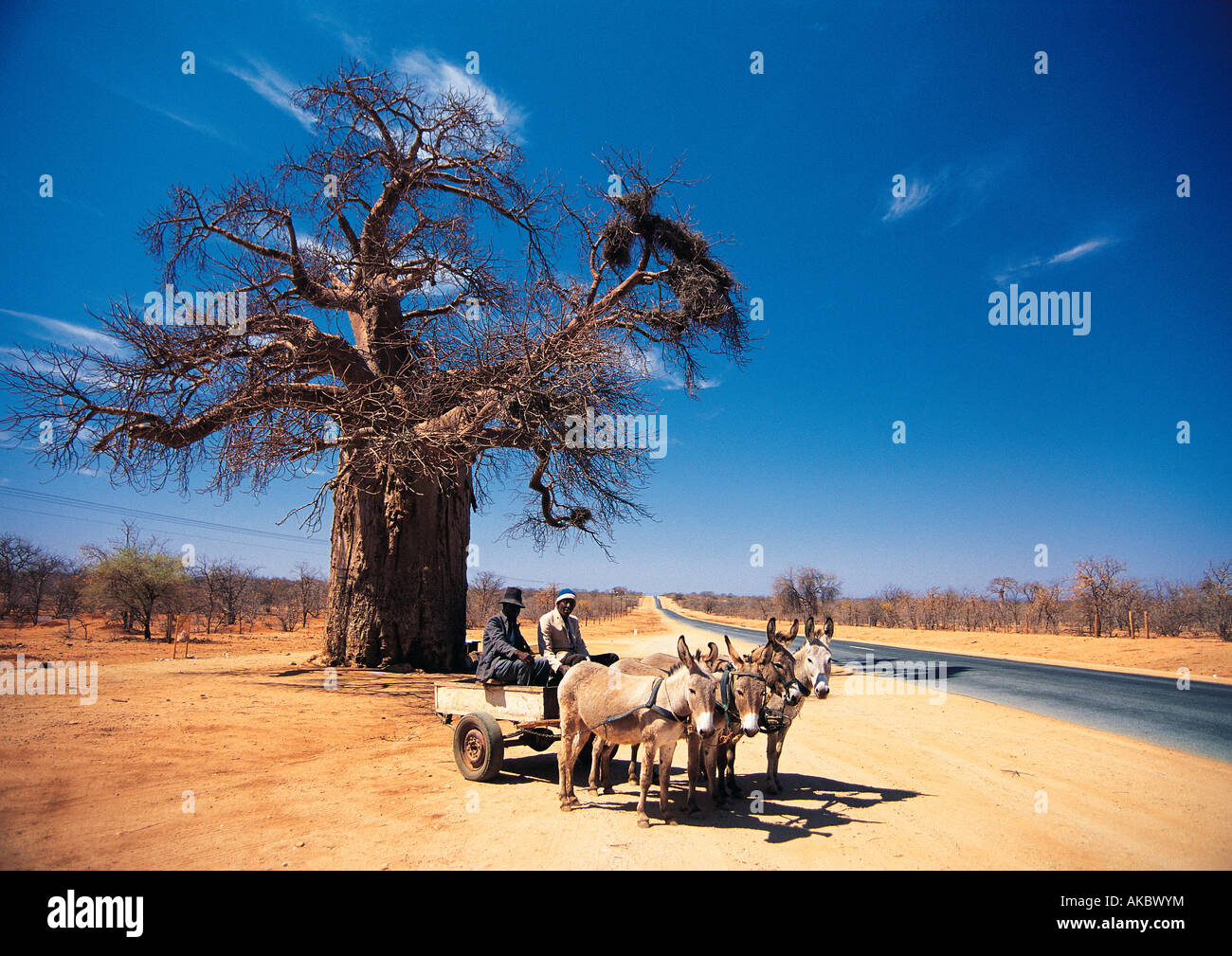 Donkey cart with four donkeys next to massive Baobab tree Lowveld ...