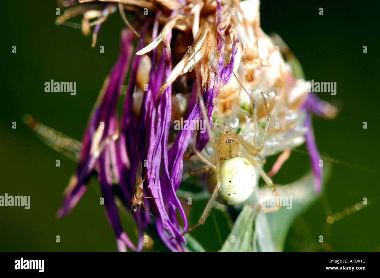 spider of flower Stock Photo - Alamy