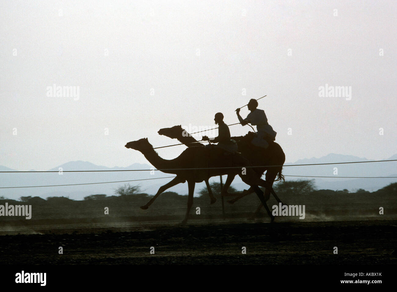 Oman camel racing hi-res stock photography and images - Alamy