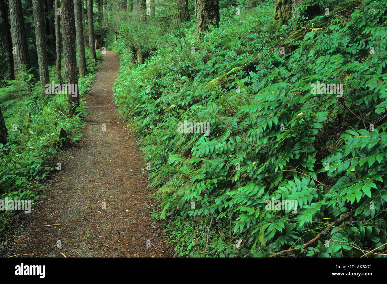 The Rim Trail wanders through a forest in Silver Falls State Park ...
