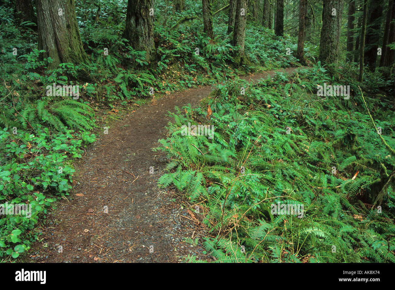 The Rim Trail wanders through a forest in Silver Falls State Park ...
