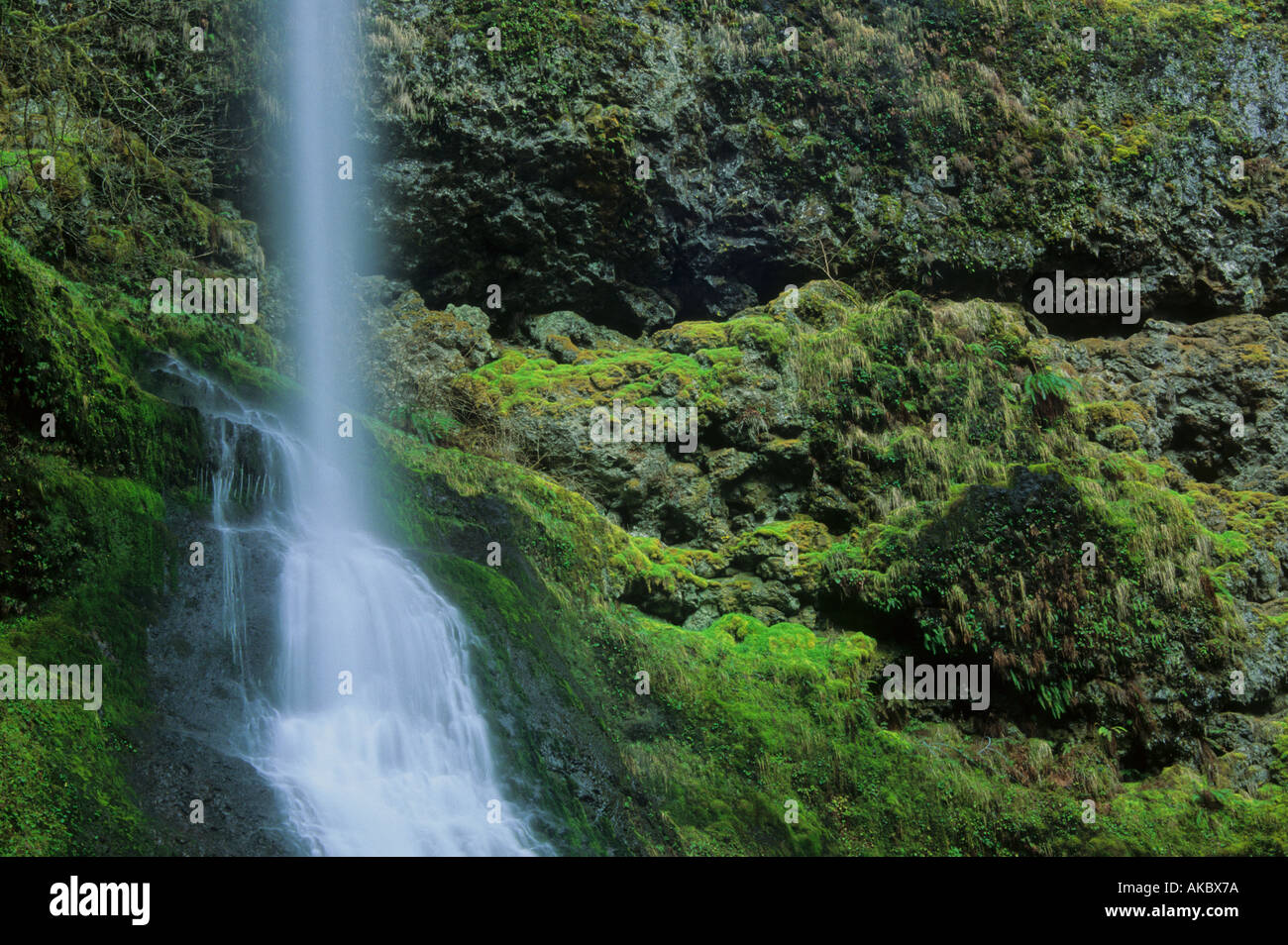 Winter Falls tumbles down a cliff in Silver Falls State Park Oregon USA ...