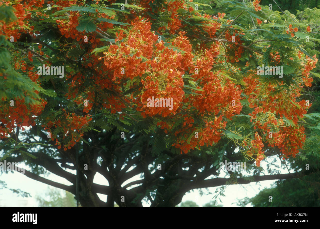 Flamboyant, Flame tree a tthe coast in Tanzania Stock Photo - Alamy