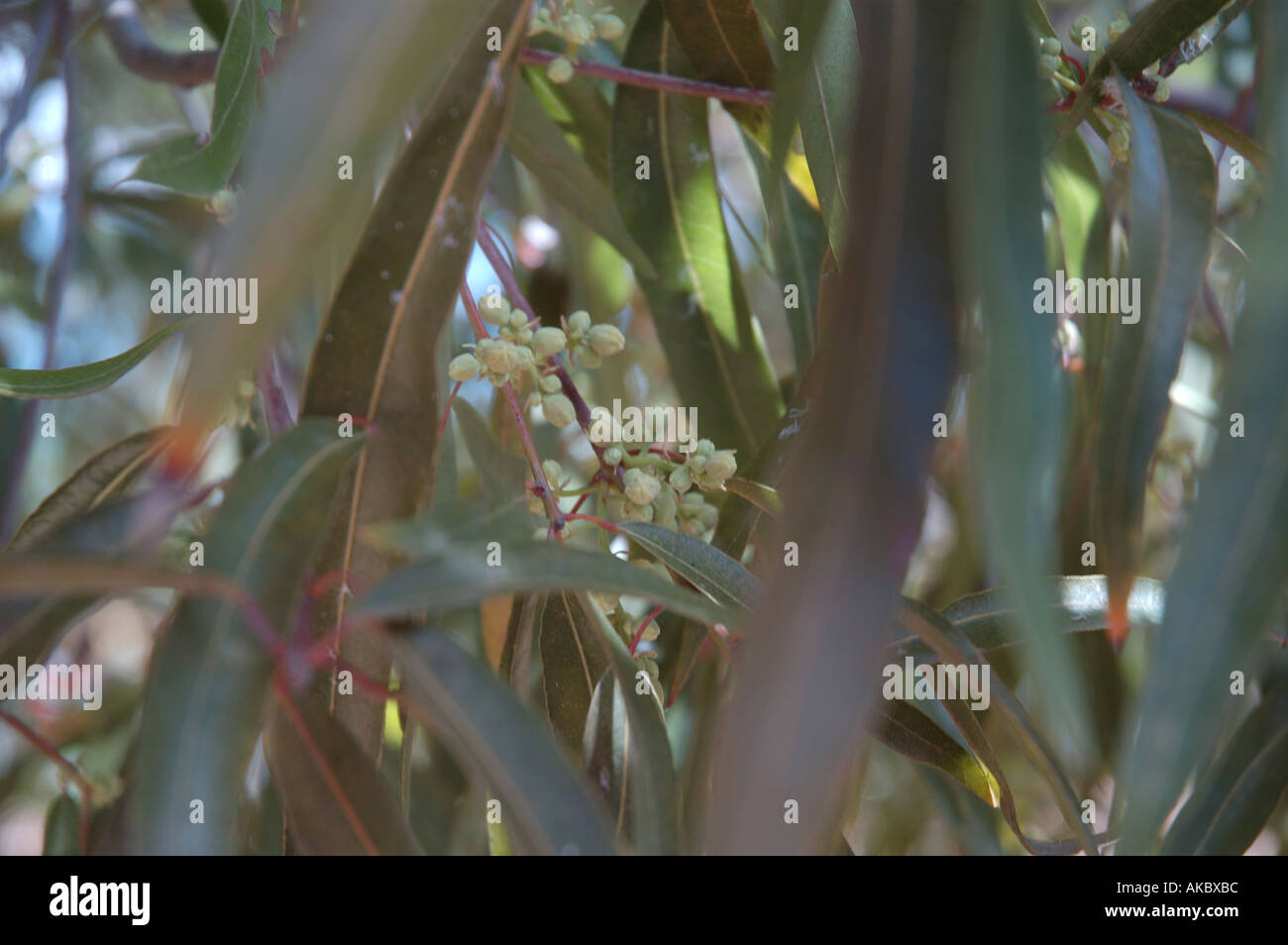 Flowers leaves australian native hi-res stock photography and images ...