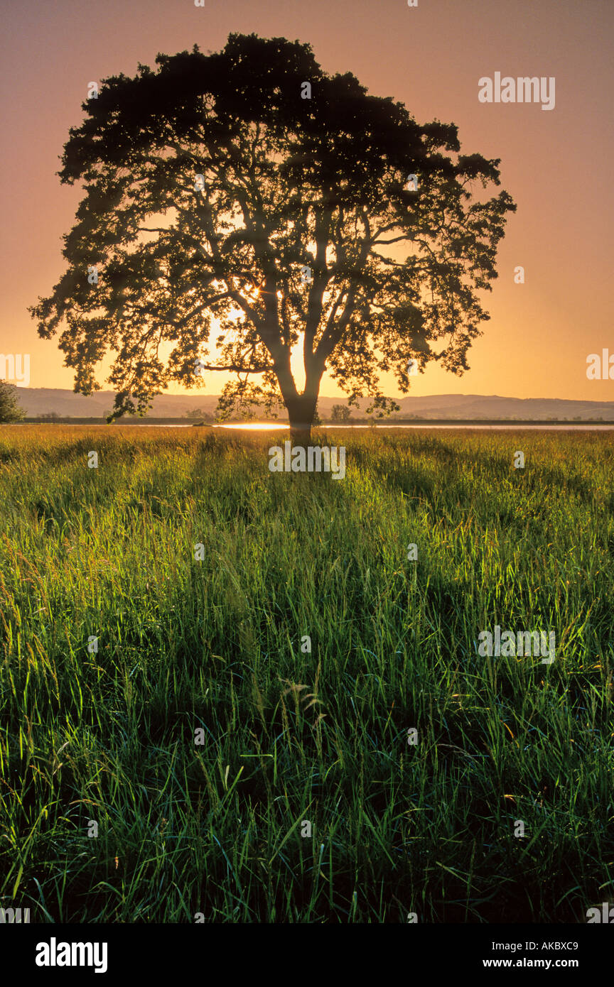 Sunset behind an oak tree in a meadow on Sauvie Island, Oregon, USA ...