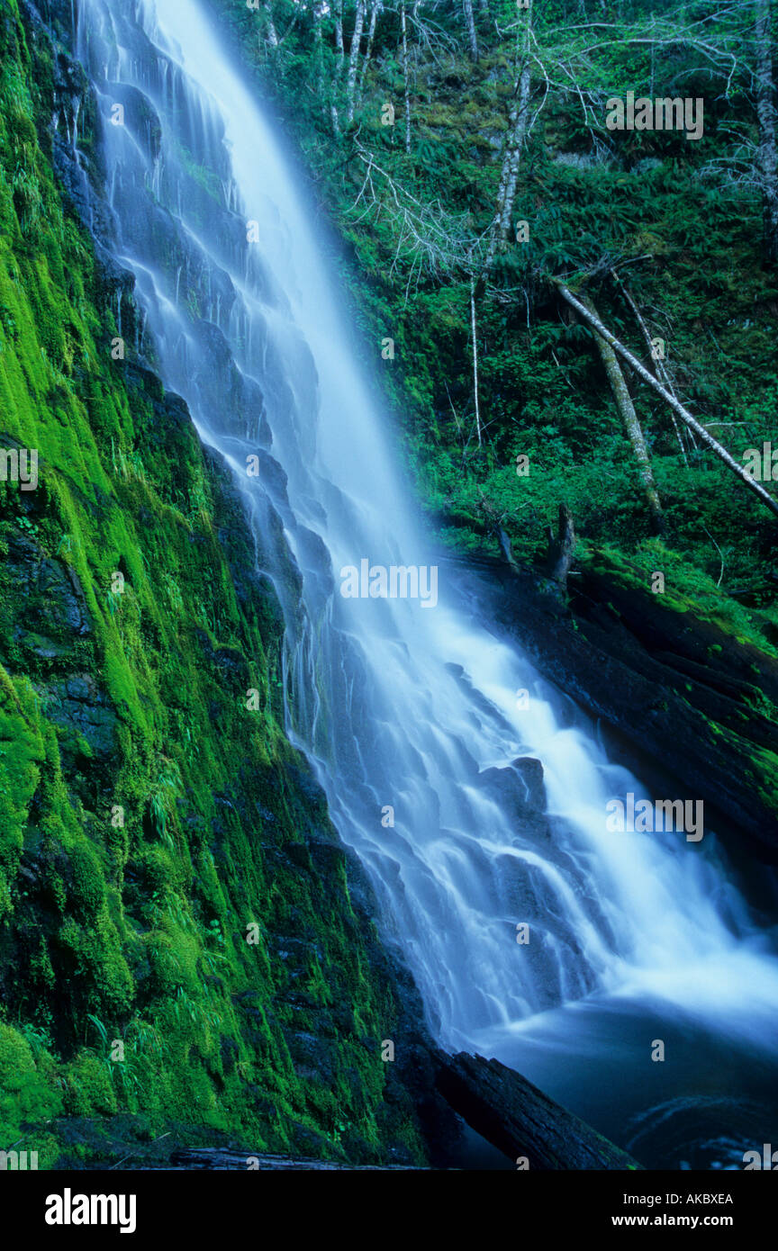 University Falls in Tillamook State Forest Oregon USA Stock Photo - Alamy