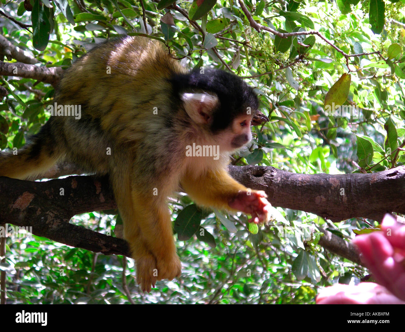 Monkey 1,monkey on tree branch Stock Photo - Alamy