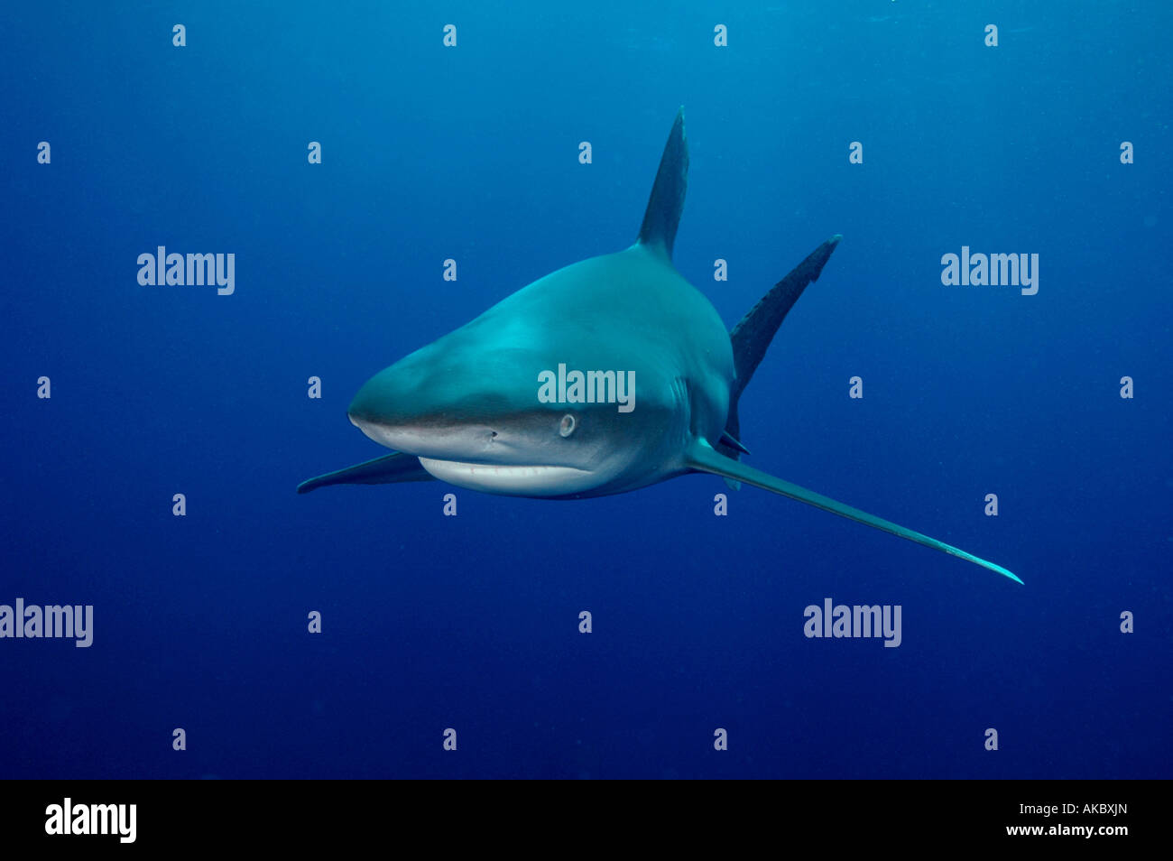 oceanic white tip shark Carcharinus longimanus Elphinstone Reef Red Sea ...