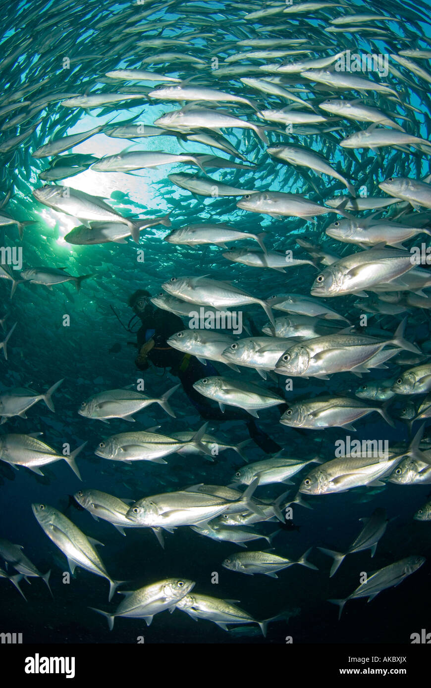 Shoal water bay wildlife hi-res stock photography and images - Alamy