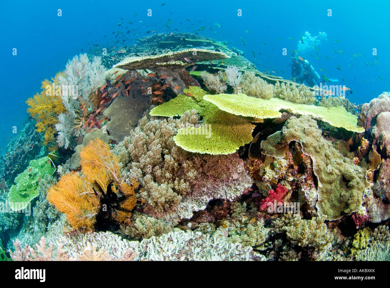 Mushroom coral deep sea animal hi-res stock photography and images - Alamy