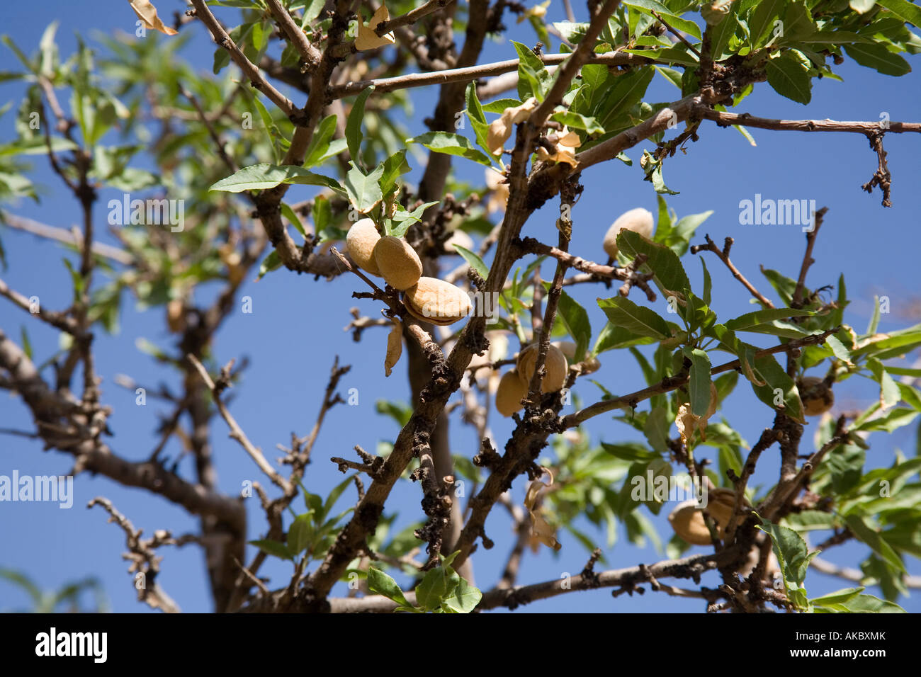 Almond tree morocco hi-res stock photography and images - Alamy