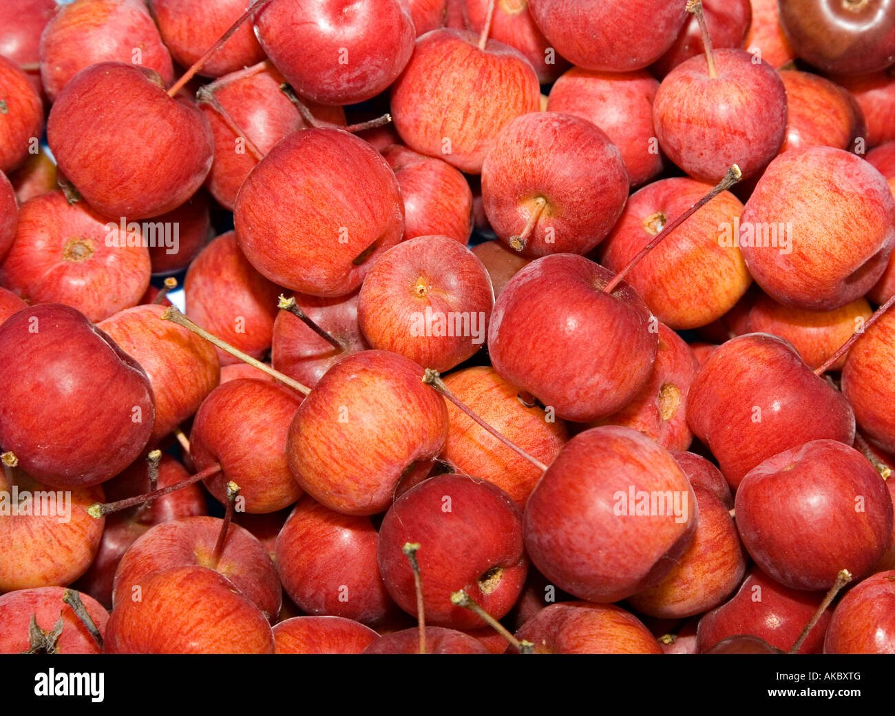 Crab apples from Malus evereste tree Stock Photo - Alamy