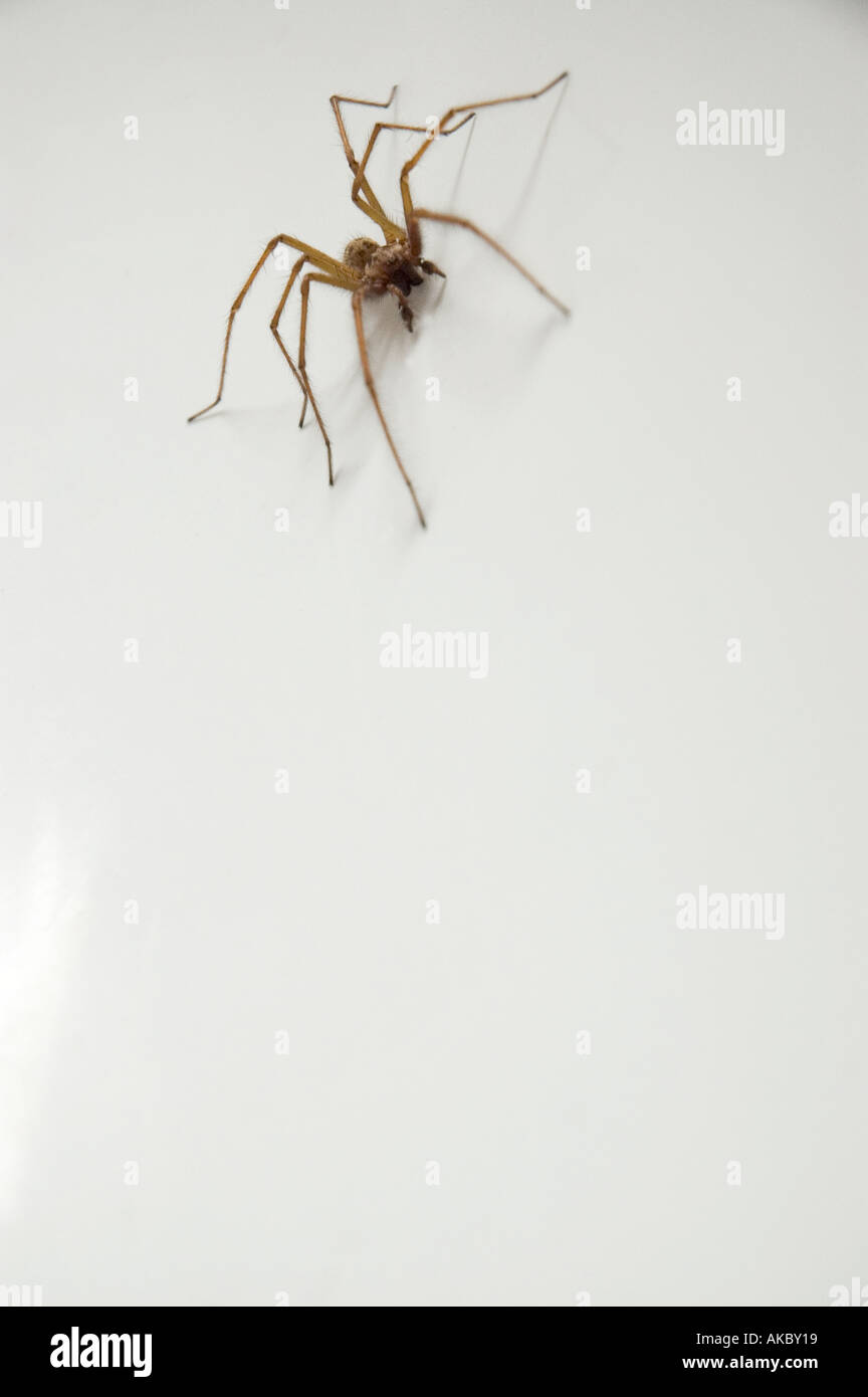 Spider trapped in a bath Stock Photo - Alamy