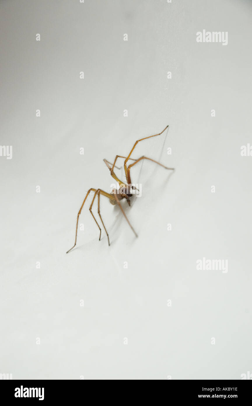 Spider trapped in a bath Stock Photo - Alamy