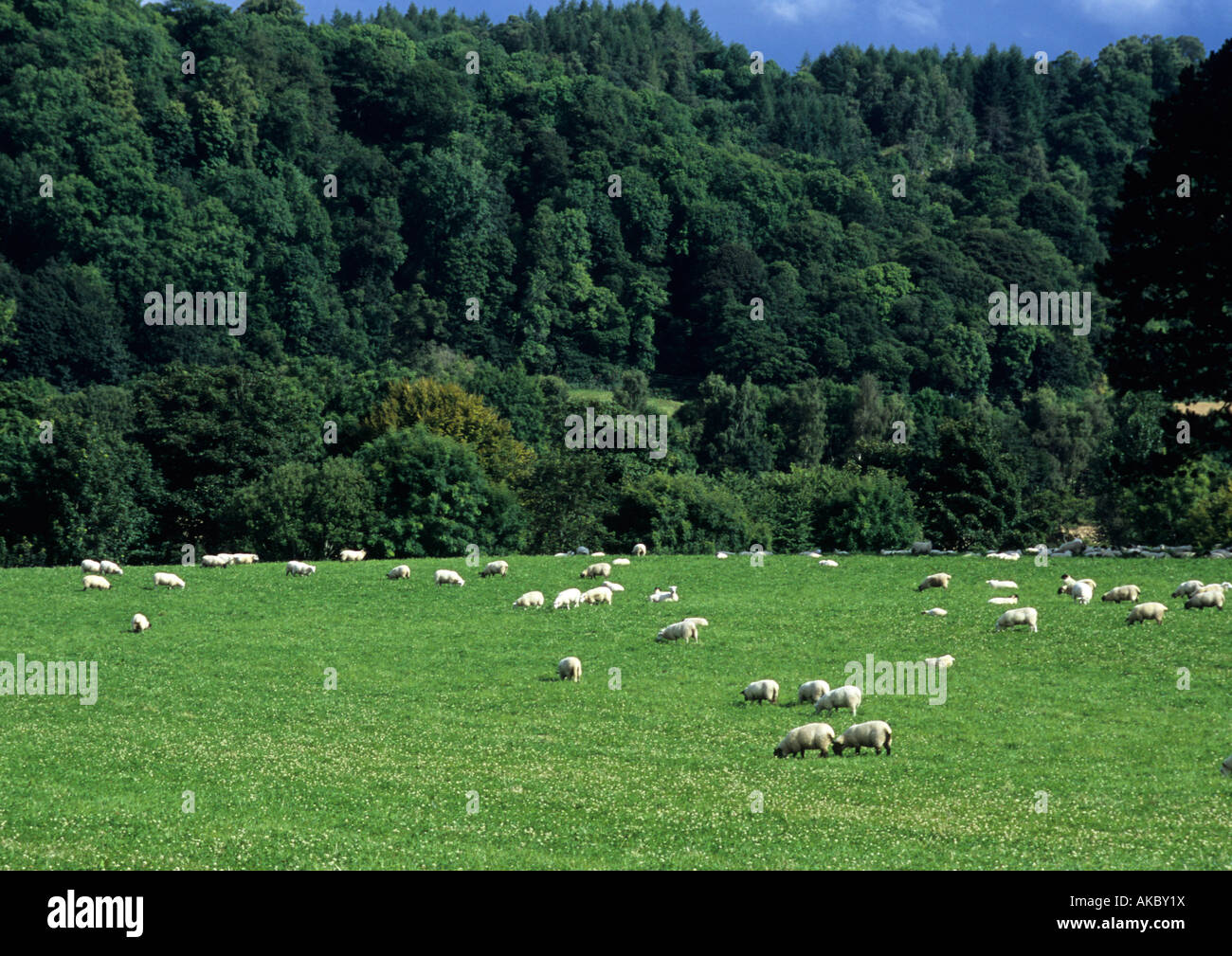 Sheep field scotland hi-res stock photography and images - Alamy