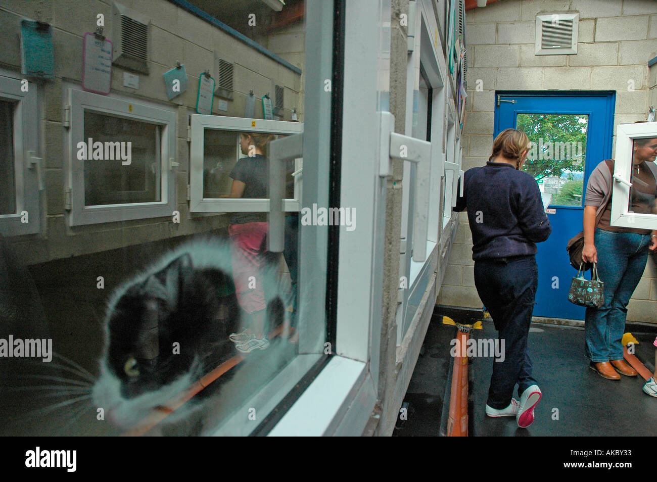 Homing a cat hi-res stock photography and images - Alamy