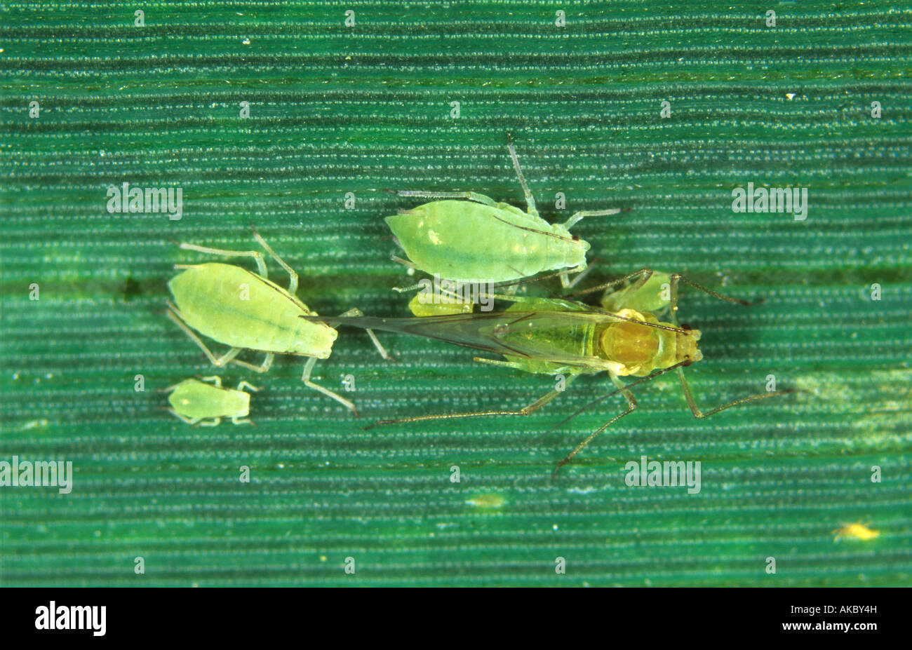 Rose grain aphid Metopolophium dirhodum alate and apterous stages on ...