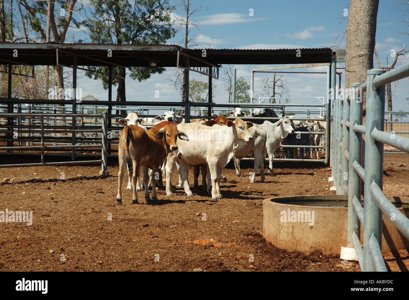 cattle yard Queensland Australia Stock Photo - Alamy