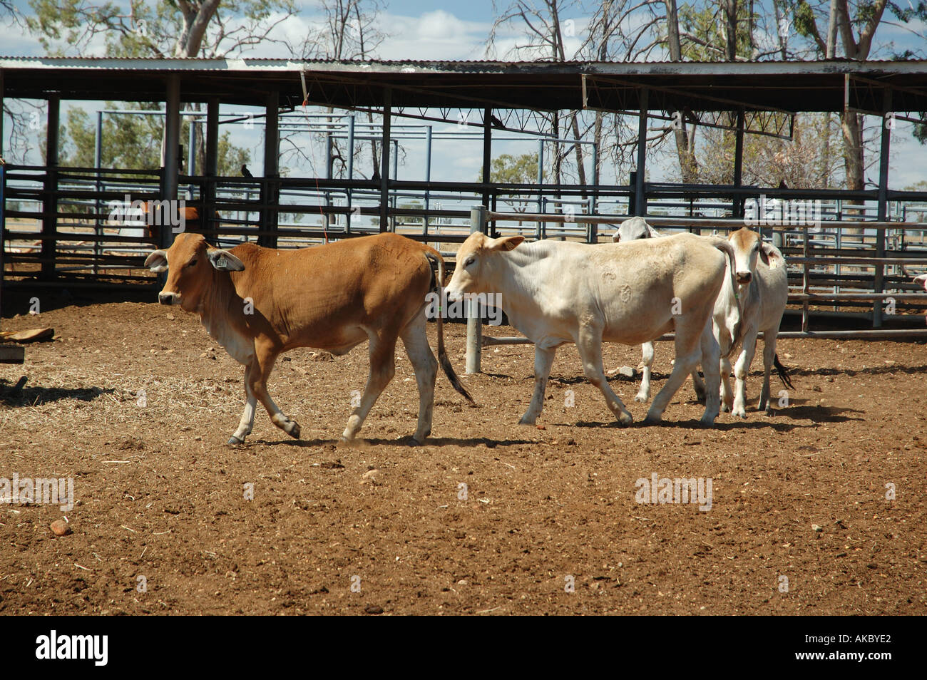 cattle yard Queensland Australia Stock Photo - Alamy