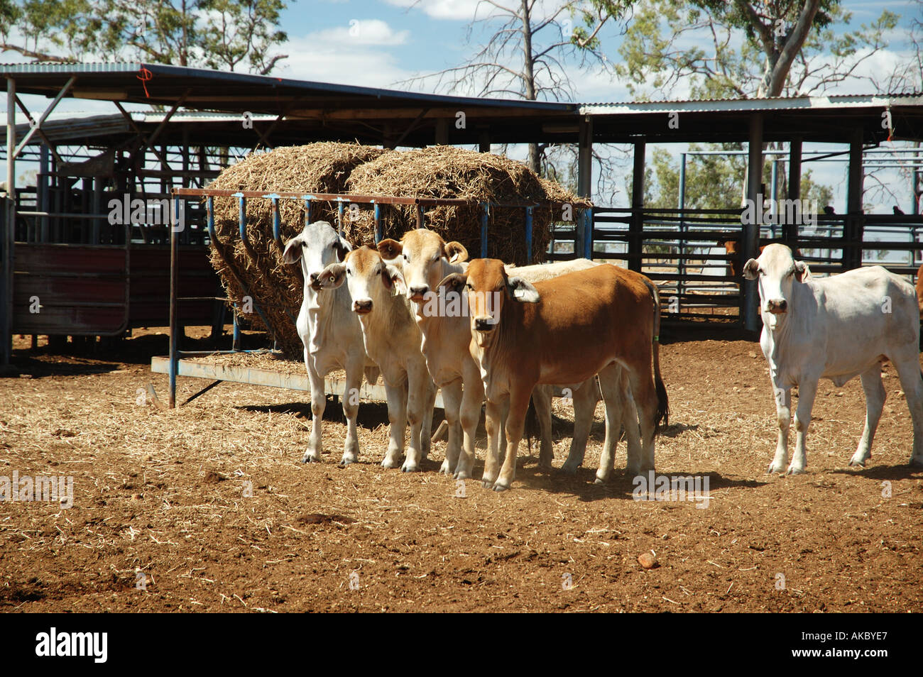 cattle yard Queensland Australia Stock Photo - Alamy