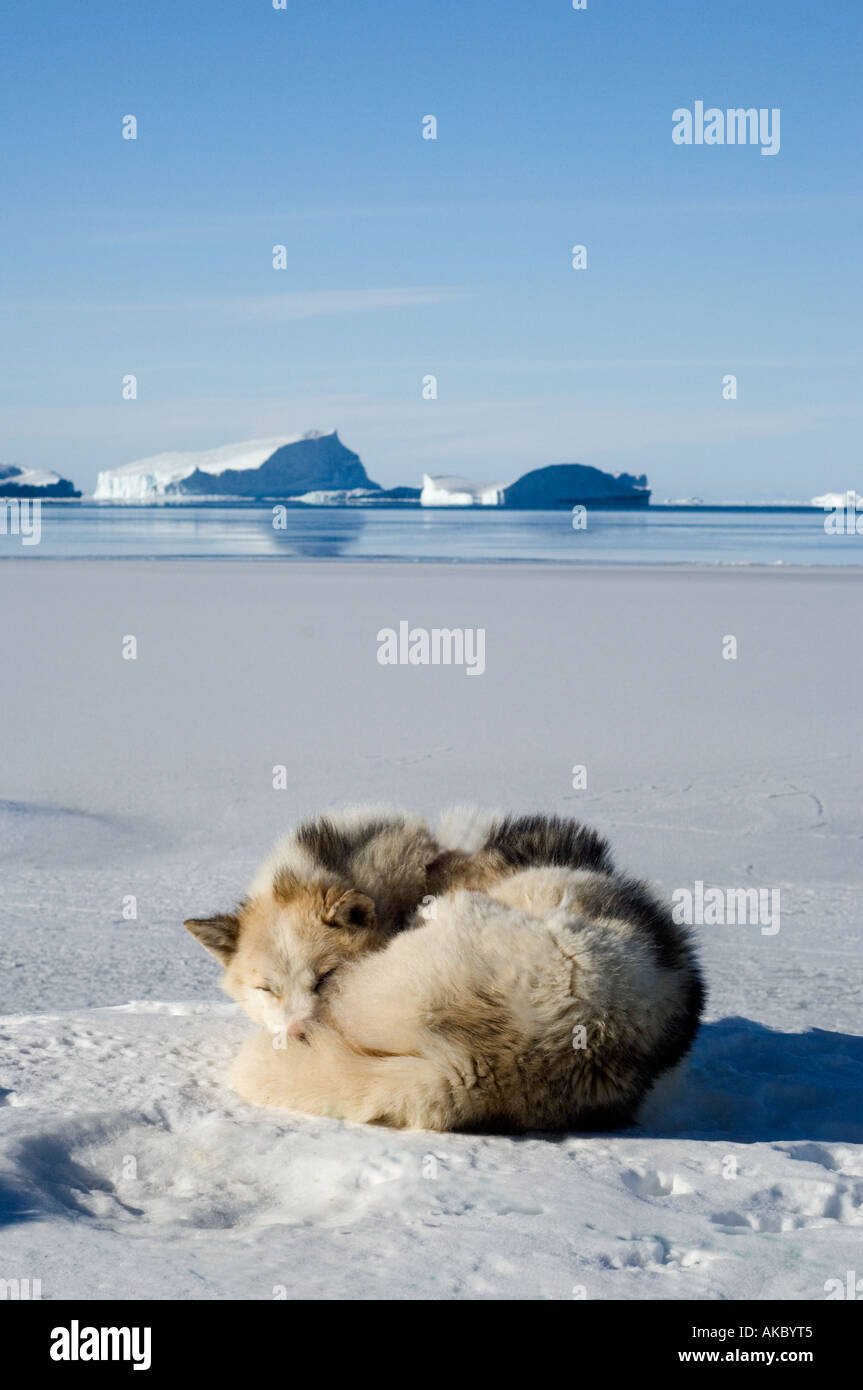 Sleeping husky in the arctic environment with sea ice and icebergs ...