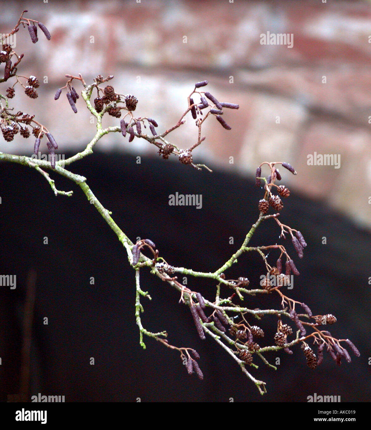Alder tree fruit hi-res stock photography and images - Alamy
